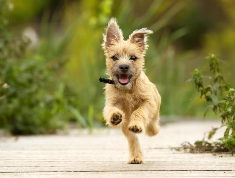 Dog Breeding Laws In Ireland Dogs ie Help